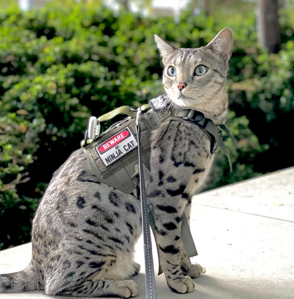 Beware of Ninja Cat Morale Patch – kiloninerpets